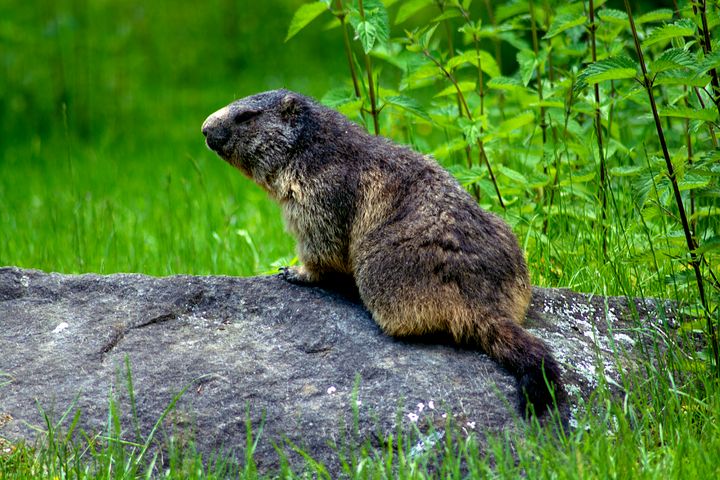 The Marmot in Hellabrunn - by Photoart-Naegele - Photography, Places ...