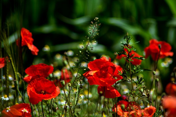 Papavera mittes in agro - by Photoart-Naegele - Photography, Flowers ...