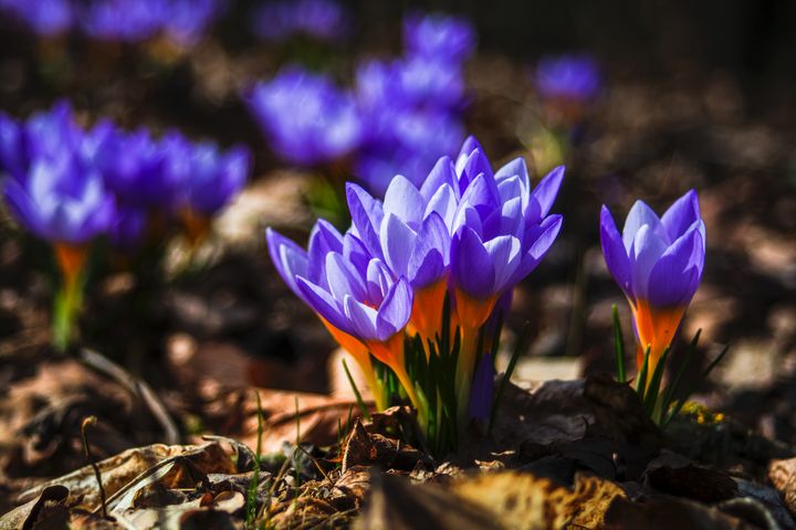 Winter crocus - by Photoart-Naegele - Photography, Flowers, Plants ...