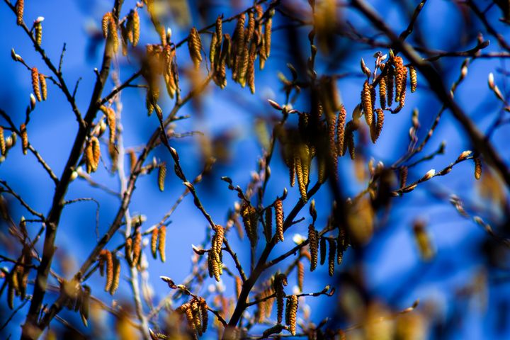 Concept nature : Buds in Spring - by Photoart-Naegele - Photography ...