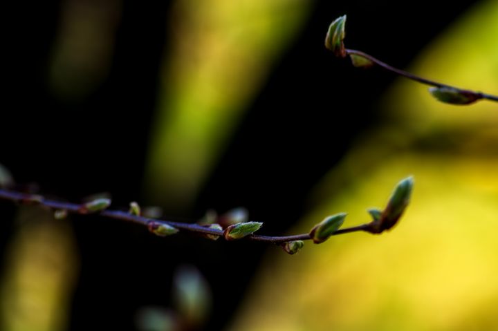 Concept nature : Buds to easter - by Photoart-Naegele - Photography ...