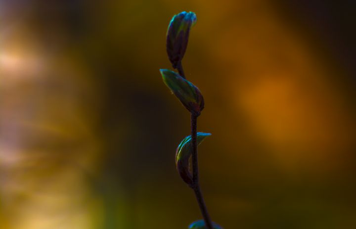 Concept nature : Buds in sunset - by Photoart-Naegele - Photography ...