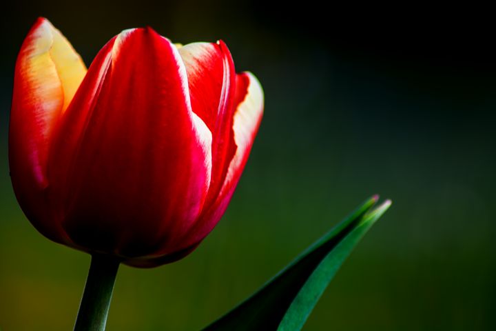 Concept flora : Tulips for Mother - by Photoart-Naegele - Photography ...