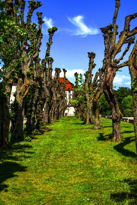 Plane tree`s - by Photoart-Naegele - Photography, Places & Travel ...