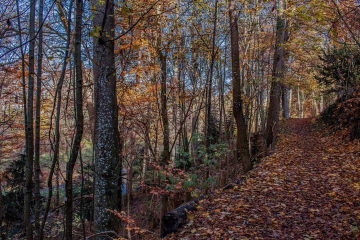 Golden November path - by Photoart-Naegele - Photography, Places ...