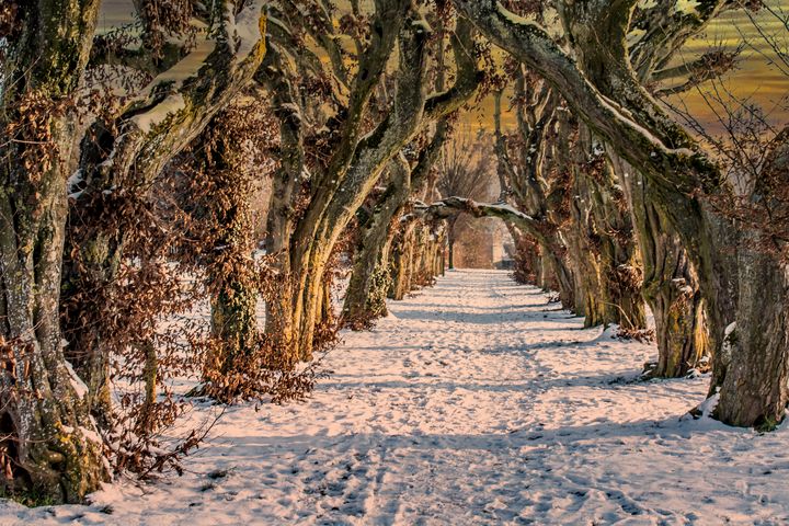 Plane tree`s in Winter - by Photoart-Naegele - Photography, Places ...