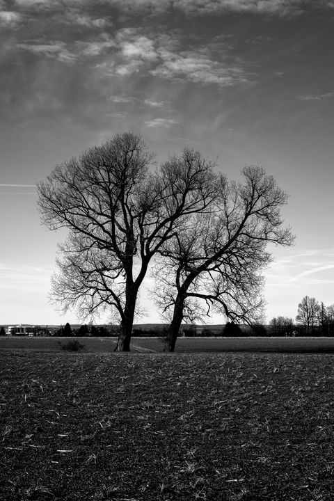 Concept nature : Two tree´s - by Photoart-Naegele - Photography, Places ...