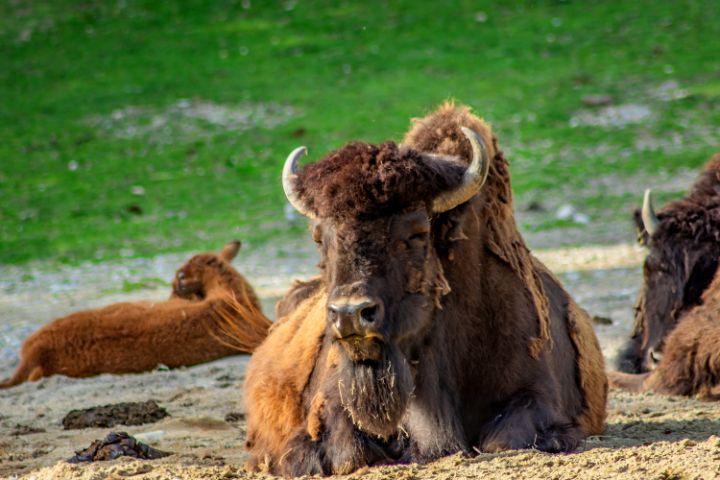 One Bison at the zoo - by Photoart-Naegele - Photography, Animals ...