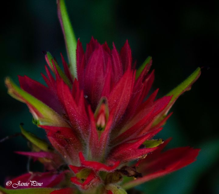 Janie Pine - Photography