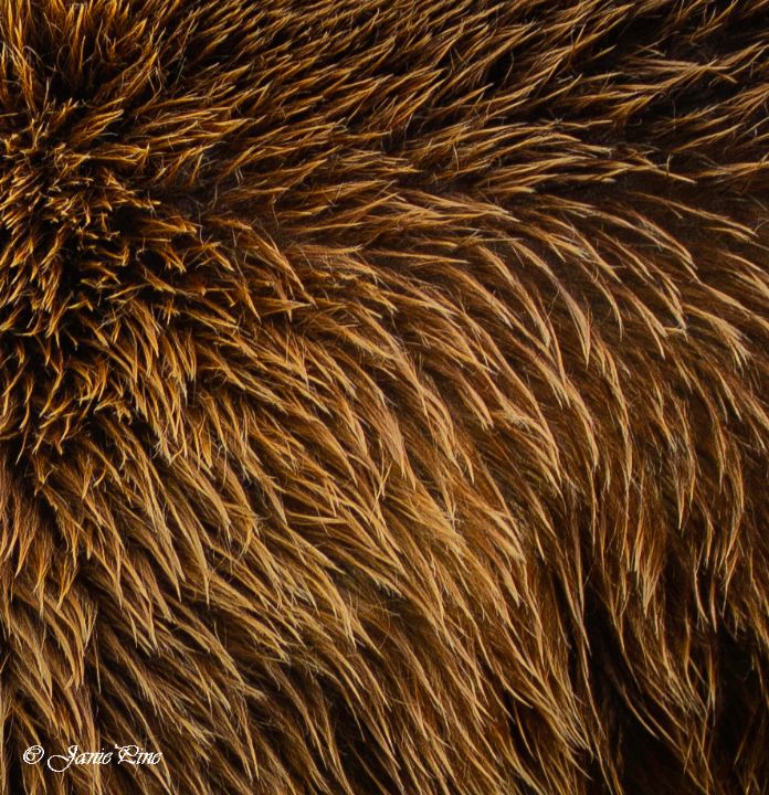 Close up of a Bears Fur - Janie Pine - Photography, Animals, Birds ...