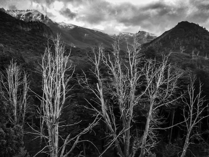 Bleached Trees - Jacobsz Photography Videography - Photography ...