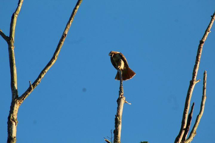 Angry Hawk - Nina La Marca Artistic Photography - Photography, Animals ...