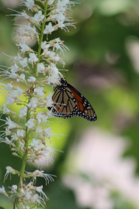 Endangered Monarch Magic - Nina La Marca Artistic Photography ...