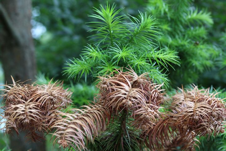 Chinese Fir in America - Nina La Marca Artistic Photography ...