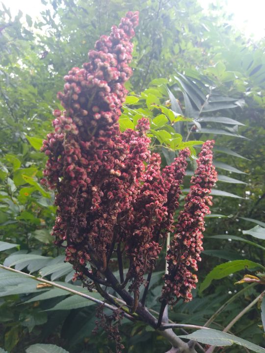 Furry Red Cones Sumac Berries - Nina La Marca Artistic Photography ...