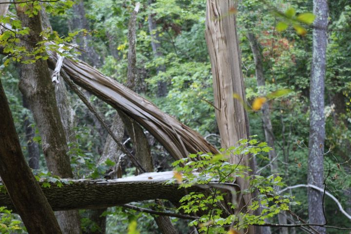 3 Way Split - Nina La Marca Artistic Photography - Photography, Flowers ...
