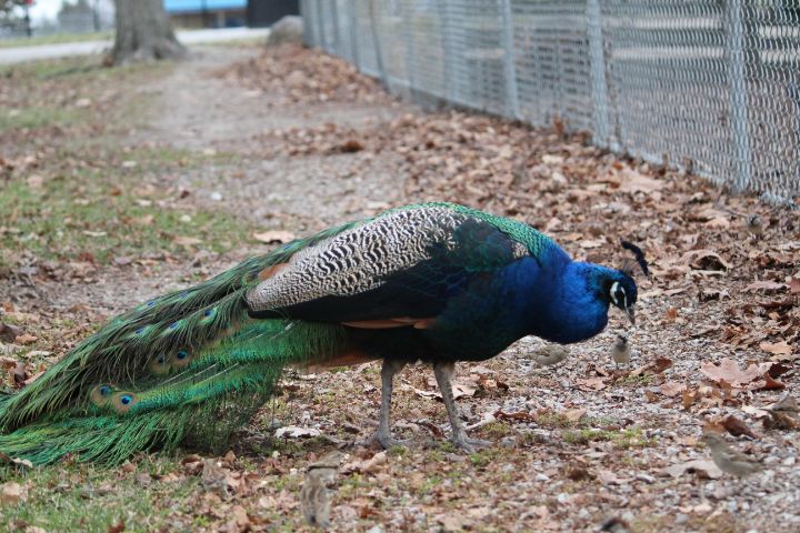 Mr. Peacock Talks to Birdies - Nina La Marca Artistic Photography ...