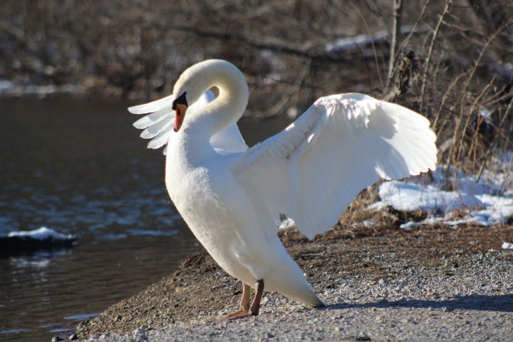 Drip Dry Swan - Nina La Marca Artistic Photography - Photography ...