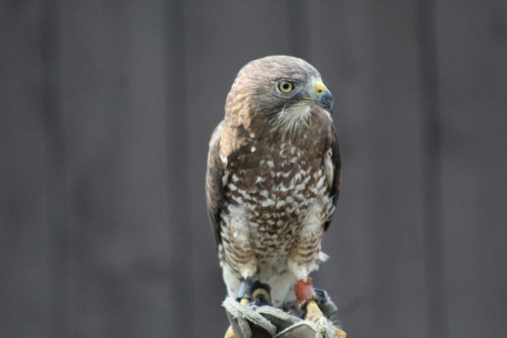 Broadwing Hawk - Nina La Marca Artistic Photography - Photography ...