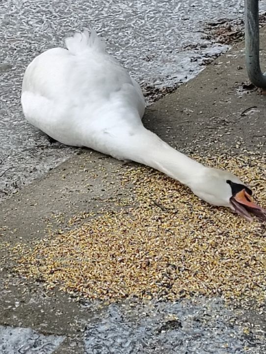 Swanee Eats at Picnic Pavilion Jan25 - Nina La Marca Artistic ...