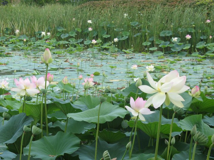 Bountiful Water Lily Pond - Nina La Marca Artistic Photography ...