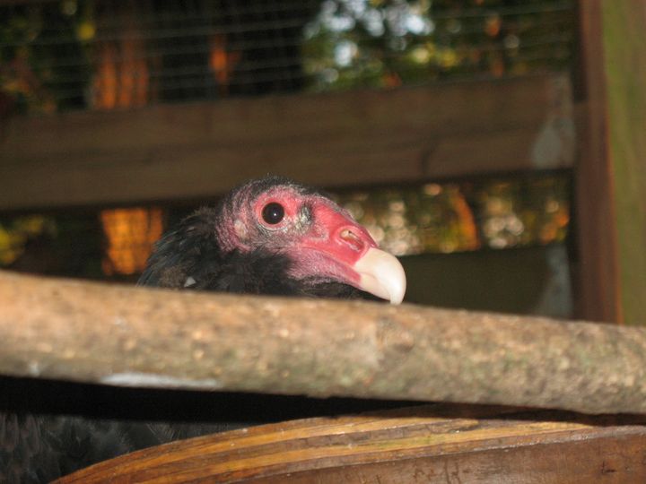 Best Fiend Turkey Vulture - Nina La Marca Artistic Photography ...