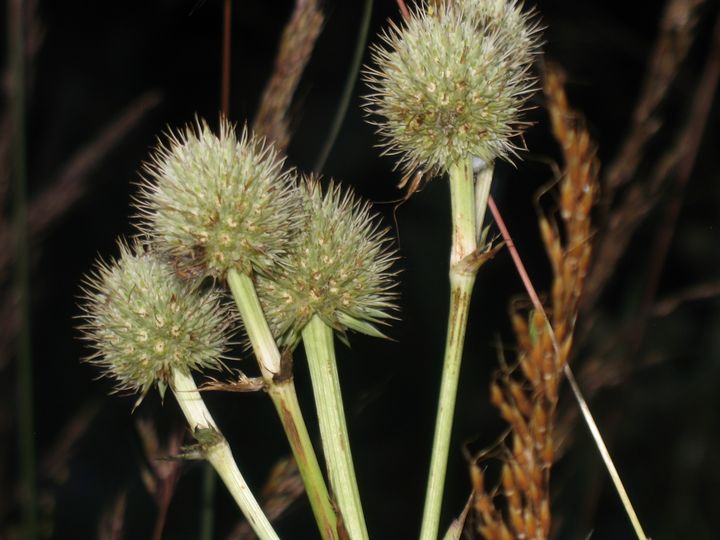 Flora at Nightfall - Nina La Marca Artistic Photography - Photography ...