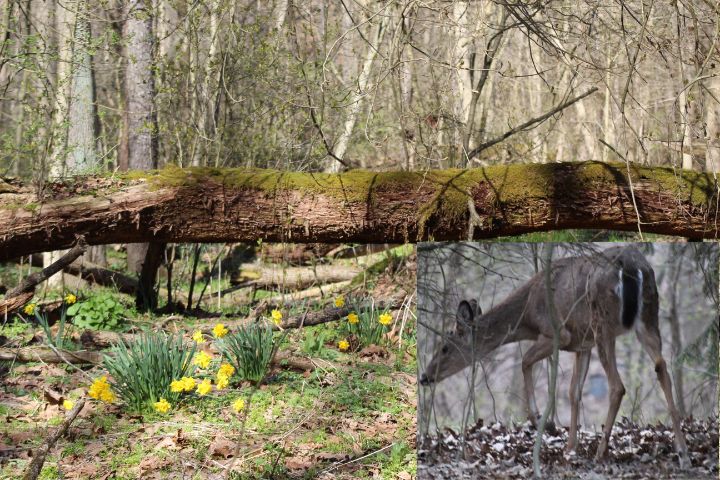 Early Spring Forage for Food - Nina La Marca Artistic Photography ...
