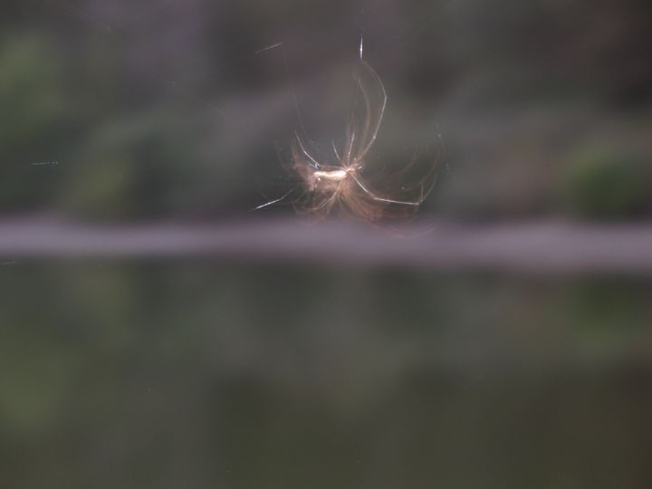 Spider Family - Offspring Weaves Web - Nina La Marca Artistic ...