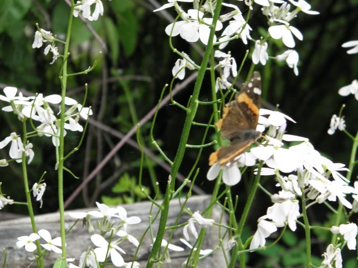 Giant Moth in Motion - Nina La Marca Artistic Photography - Photography ...