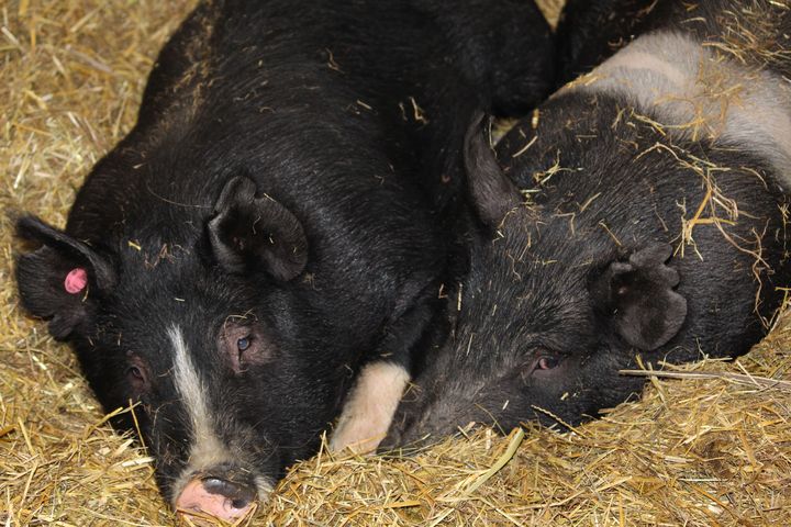 Pigs Without a Blanket - Nina La Marca Artistic Photography ...