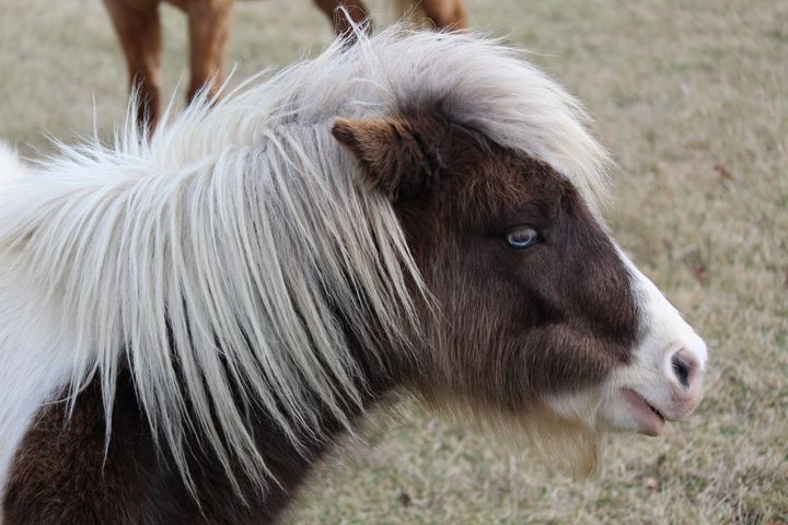 Just Call Me Blue Eyes - Nina La Marca Artistic Photography ...