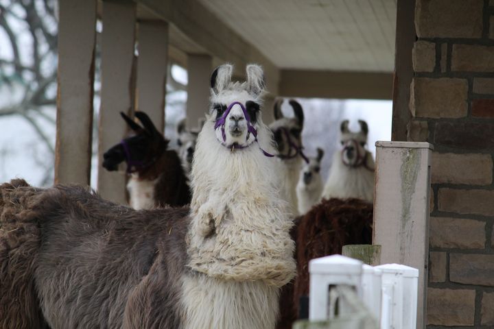 Llama Leader of the Pack - Nina La Marca Artistic Photography ...