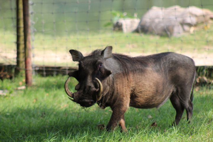 Grazing Razorback - Nina La Marca Artistic Photography - Photography ...
