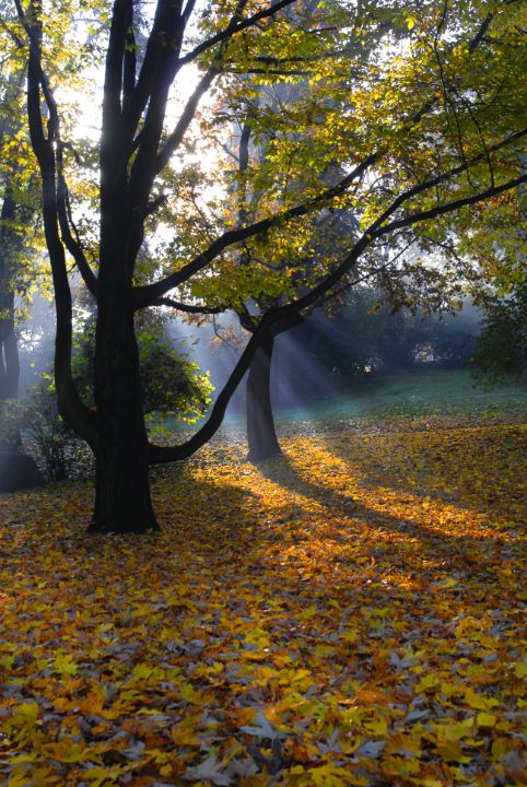 Park in Wloclawek - Jacek Rutkowski - Paintings & Prints, Landscapes ...