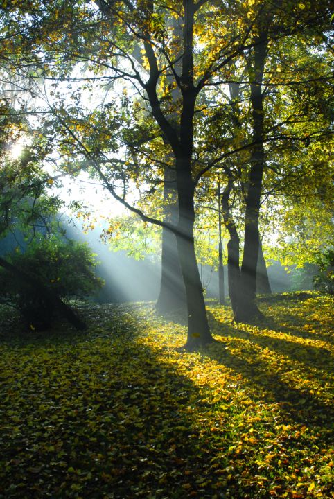 Park in Wloclawek - Jacek Rutkowski - Paintings & Prints, Landscapes ...