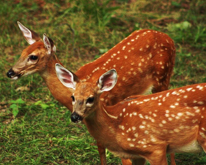 Two Fawns - J. Satterstrom Designs - Photography, Animals, Birds ...