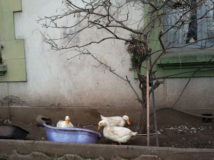City life - Animals Around the World - Photography, Animals, Birds ...