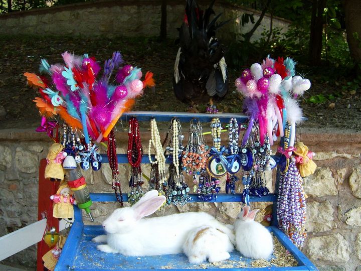 Fortune rabbits in Turkey - Animals Around the World - Photography ...