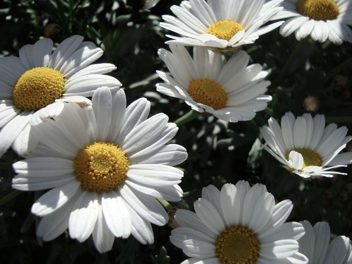 Flower Power - Photography