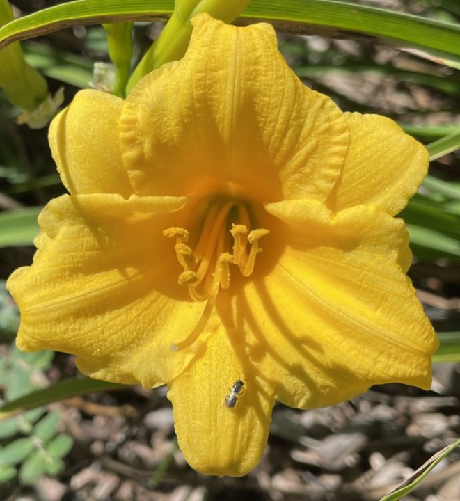 greyforaday Yellow Floral Print - greyforaday - Photography, Flowers ...
