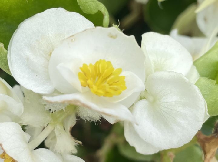 greyforaday White Floral Print - greyforaday - Photography, Flowers ...