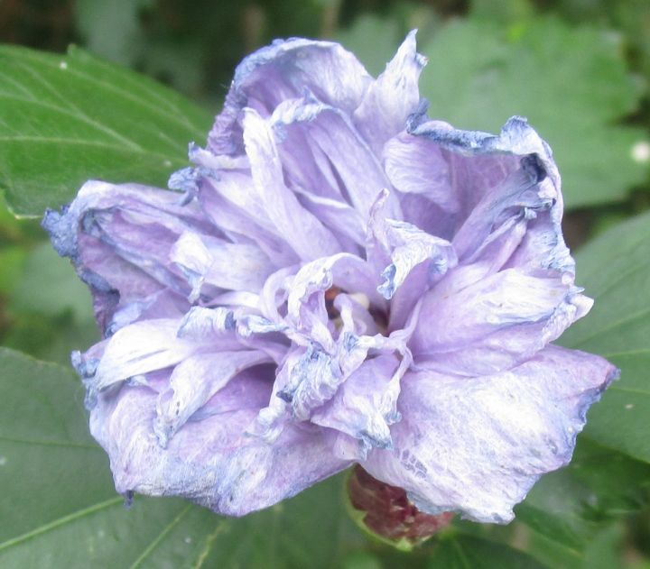 greyforaday Blue Floral Print - greyforaday - Photography, Flowers ...