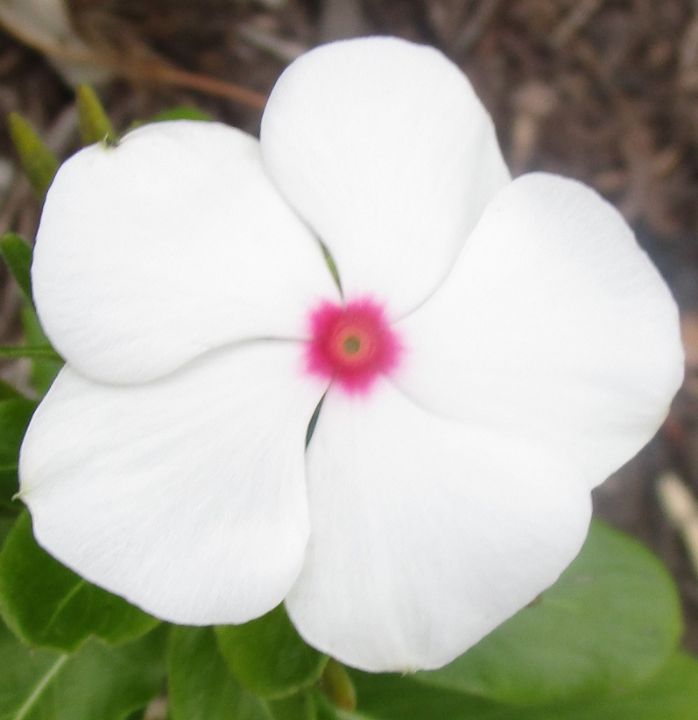 greyforaday White Floral Print - greyforaday - Photography, Flowers ...
