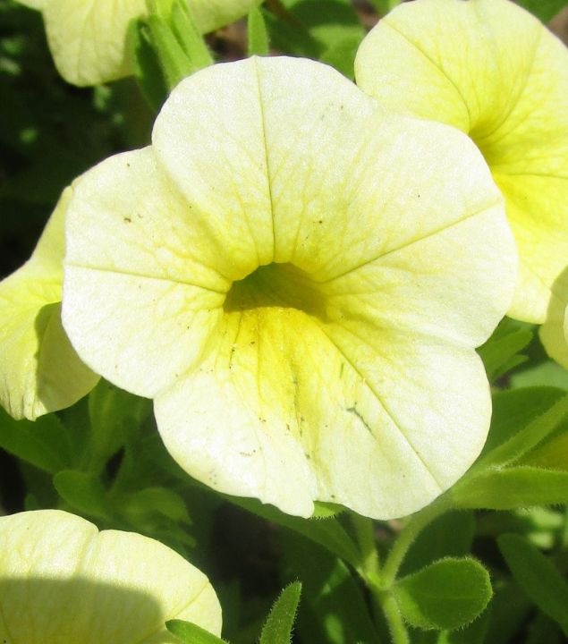 greyforaday Yellow Floral Print - greyforaday - Photography, Flowers ...