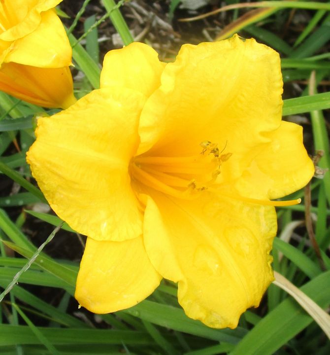 greyforaday Yellow Floral Print - greyforaday - Photography, Flowers ...