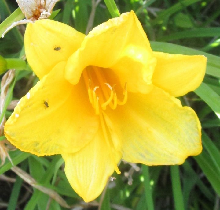 greyforaday Yellow Floral Print - greyforaday - Photography, Flowers ...