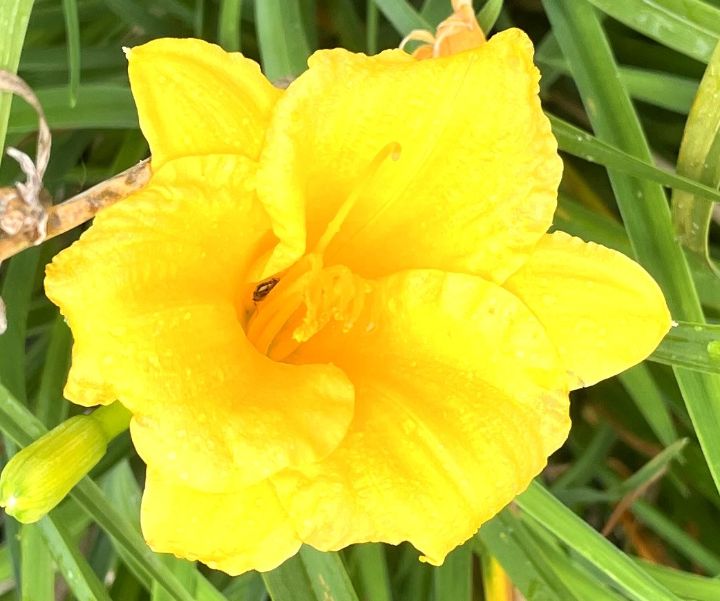 greyforaday Yellow Floral Print - greyforaday - Photography, Flowers ...