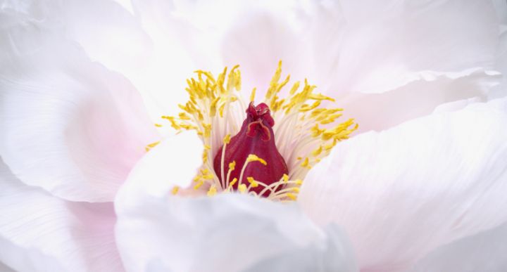 Japanese peony interior - JChadima - Photography, Flowers, Plants, & Trees, Flowers, Other ...