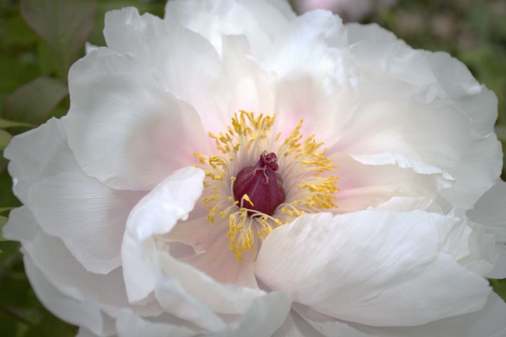 Japanese Peony Idea 1 - JChadima - Photography, Flowers, Plants ...
